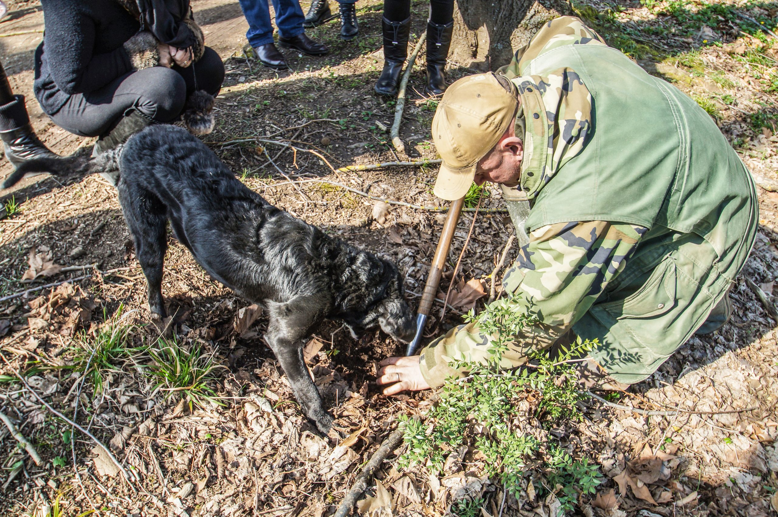Truffle hunting experience in Tuscany with Wine & Food Tours